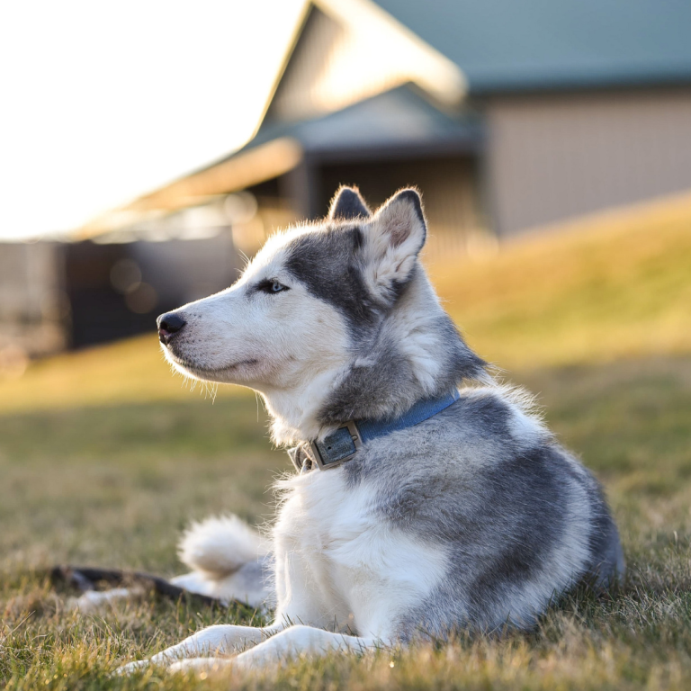 Secrets To Potty Training An Adult Dog Forever Husky
