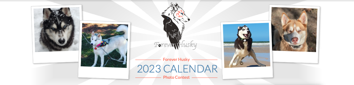 Husky Rescue & Adoption | Animal Rescue | Forever Husky