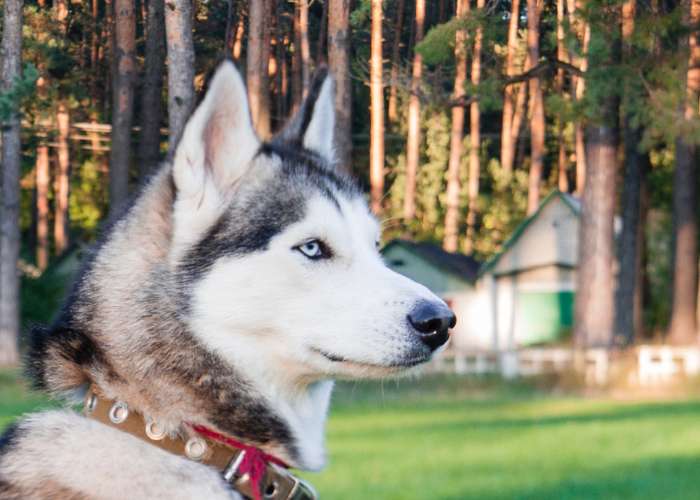 Resources for Fostering a Dog | Forever Husky